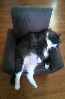 15 Cats Proving They Have An Obsession With Tiny Chairs | Catlov