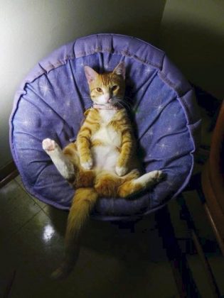 15 Cats Proving They Have An Obsession With Tiny Chairs | Catlov