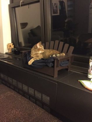 15 Cats Proving They Have An Obsession With Tiny Chairs | Catlov