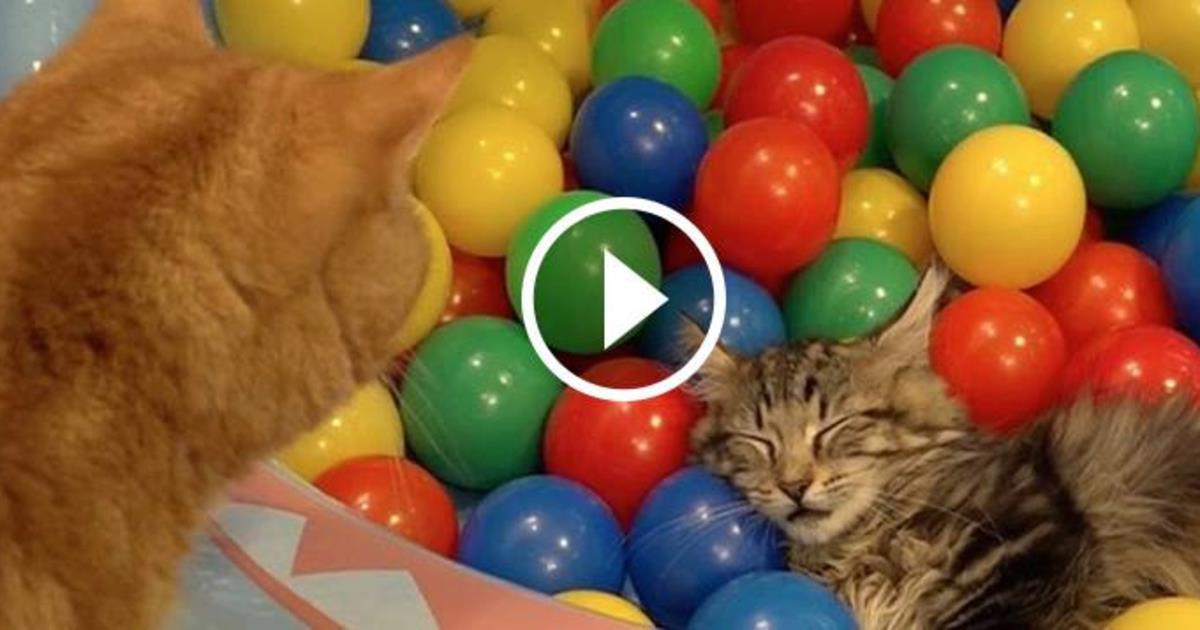 Featured-10-Cats-Pool-FB | Catlov