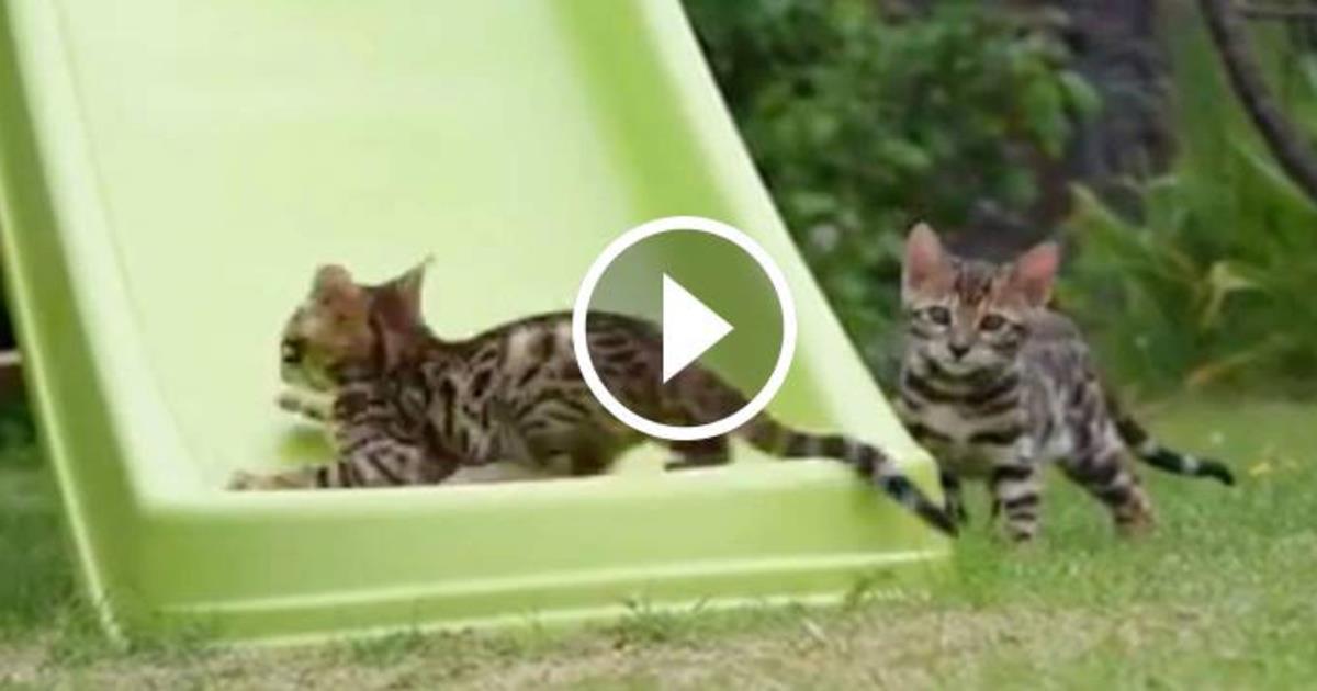 Bengal Kittens Having A Blast On A Kids Slide | Catlov