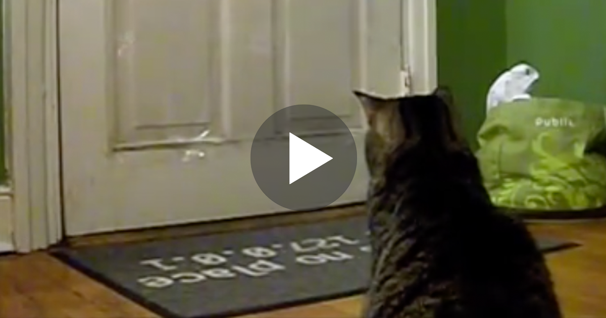 Cat Waits Every Day At 12:00…To Collect The Mail | Catlov