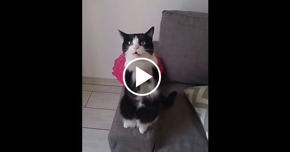Watch This Cat's Reaction When He Wants To Go Outside…It's The Cutest ...