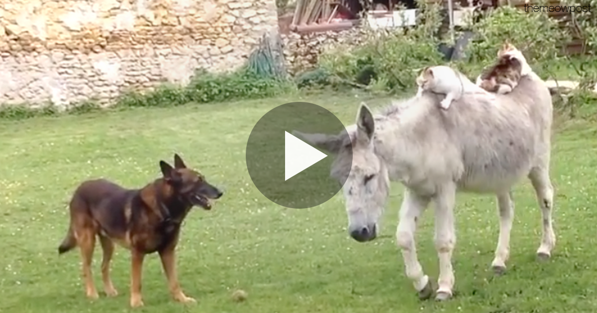 Donkey Makes Friends With Cats And It's The Cutest Thing | Catlov
