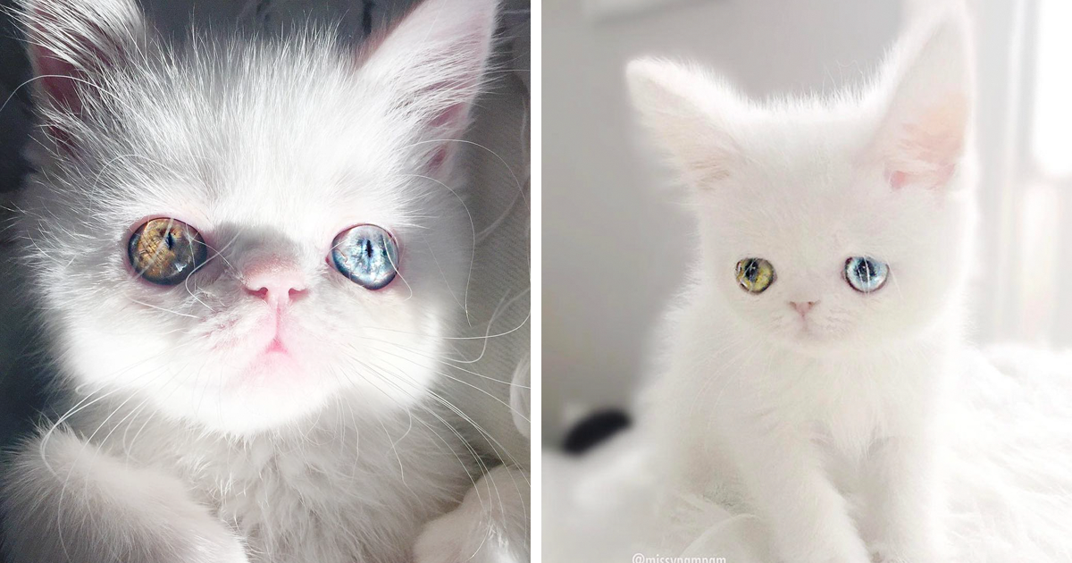 A Tiny Kitty With Heterochromia Whose Eyes Will Hypnotize You | Catlov