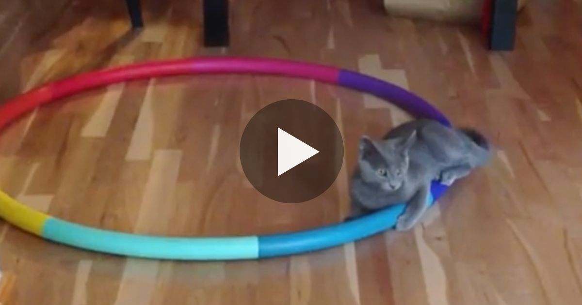 Cat Gets Stuck In Never Ending Hula Hoop | Catlov