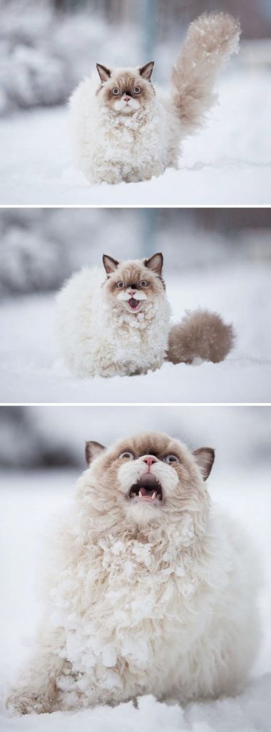 21+ Overly Dramatic Cats Who Deserve An Oscar | Catlov 21+ Overly Dramatic Cats Who Deserve An Oscar | Catlov