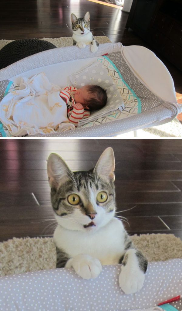 21+ Overly Dramatic Cats Who Deserve An Oscar | Catlov 21+ Overly Dramatic Cats Who Deserve An Oscar | Catlov