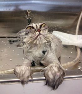 21+ Overly Dramatic Cats Who Deserve An Oscar | Catlov