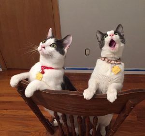 21+ Overly Dramatic Cats Who Deserve An Oscar | Catlov