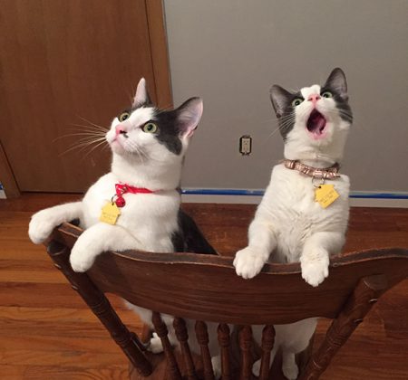 21+ Overly Dramatic Cats Who Deserve An Oscar | Catlov