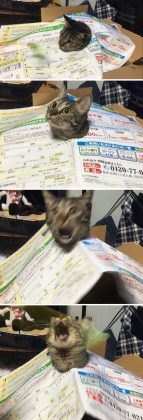 21+ Overly Dramatic Cats Who Deserve An Oscar | Catlov