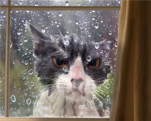 21+ Overly Dramatic Cats Who Deserve An Oscar | Catlov