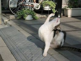 21+ Overly Dramatic Cats Who Deserve An Oscar | Catlov