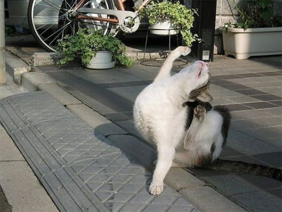 21+ Overly Dramatic Cats Who Deserve An Oscar | Catlov 21+ Overly Dramatic Cats Who Deserve An Oscar | Catlov