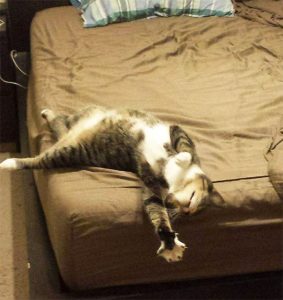 21+ Overly Dramatic Cats Who Deserve An Oscar | Catlov