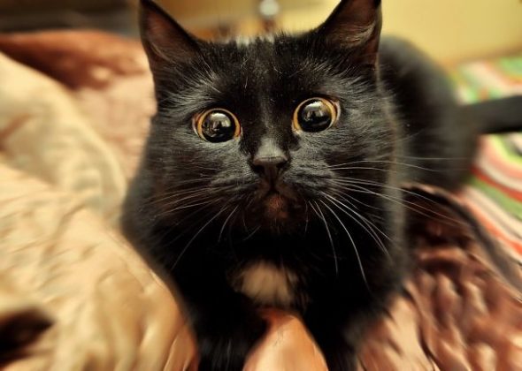 21+ Overly Dramatic Cats Who Deserve An Oscar | Catlov 21+ Overly Dramatic Cats Who Deserve An Oscar | Catlov