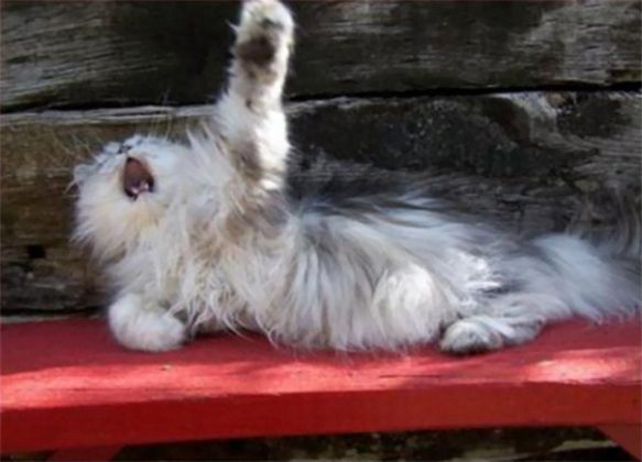 21+ Overly Dramatic Cats Who Deserve An Oscar | Catlov 21+ Overly Dramatic Cats Who Deserve An Oscar | Catlov