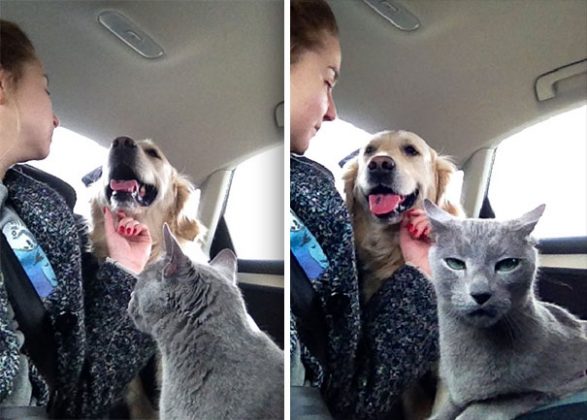 21+ Overly Dramatic Cats Who Deserve An Oscar | Catlov 21+ Overly Dramatic Cats Who Deserve An Oscar | Catlov
