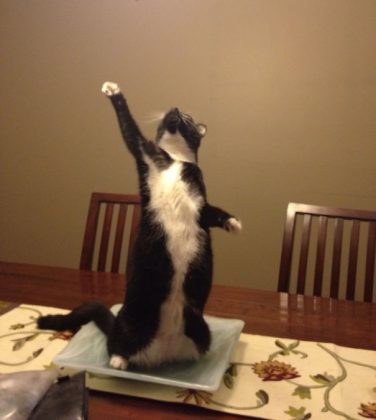 21+ Overly Dramatic Cats Who Deserve An Oscar | Catlov