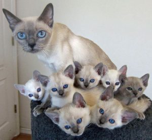 20+ Proud Cat Mommas With Their Cute Little Kittens | Catlov