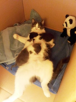 20+ Proud Cat Mommas With Their Cute Little Kittens | Catlov