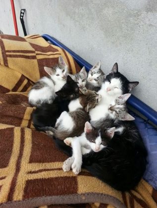 20+ Proud Cat Mommas With Their Cute Little Kittens | Catlov