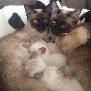 20+ Proud Cat Mommas With Their Cute Little Kittens | Catlov