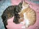 20+ Proud Cat Mommas With Their Cute Little Kittens | Catlov