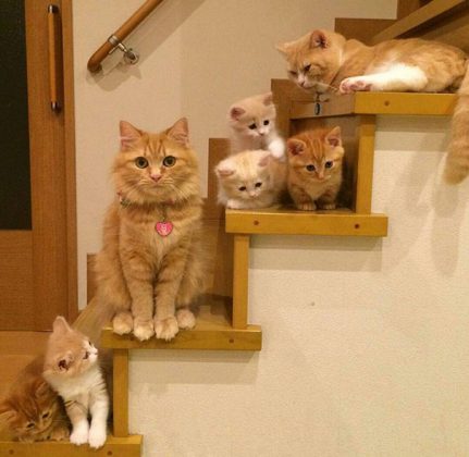 20+ Proud Cat Mommas With Their Cute Little Kittens | Catlov