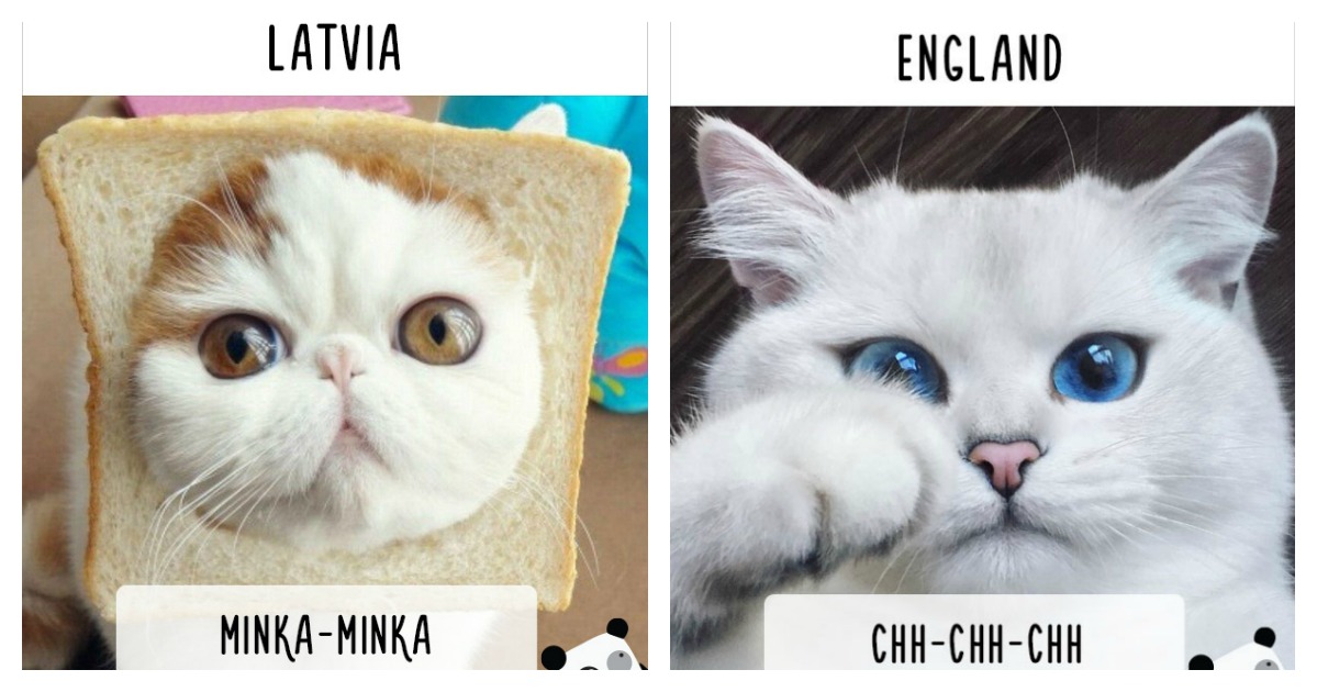 How Different Countries Call For Cats' Attention…Interesting! | Catlov
