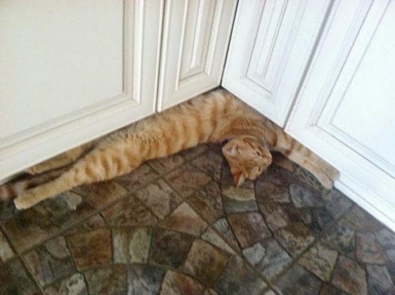 Cats Explaining Math In The Most Purrfect Ways! | Catlov