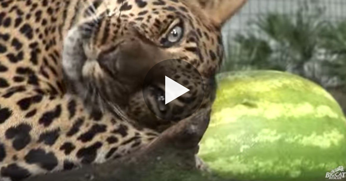 Big Cats Discover Watermelon For The First Time And They Love It! | Catlov