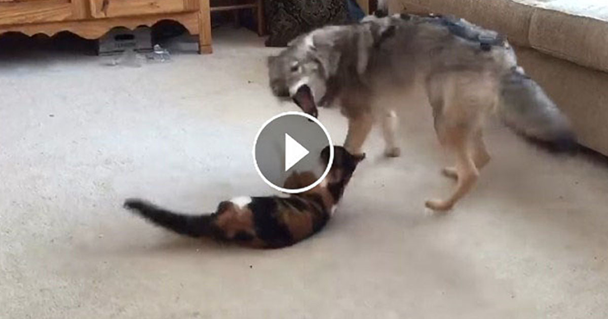 Coyote Looks Like He’s About To Eat The Kitty But Then The Best Thing ...