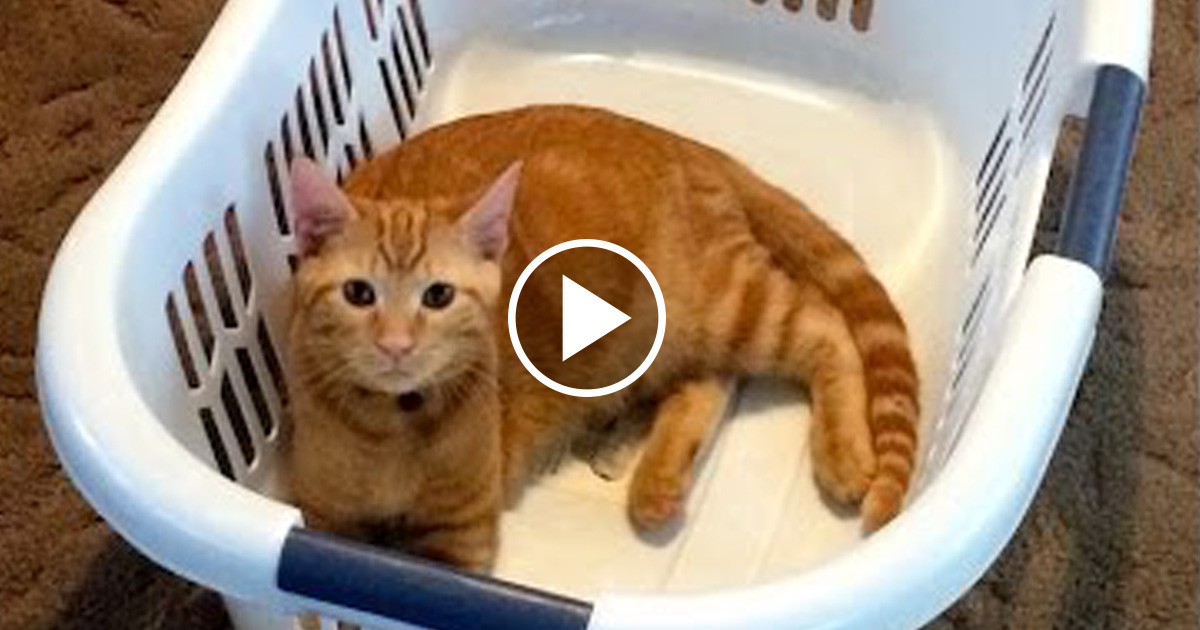 Meet Murphy, The Laundry Basket Hermit Crab Cat | Catlov