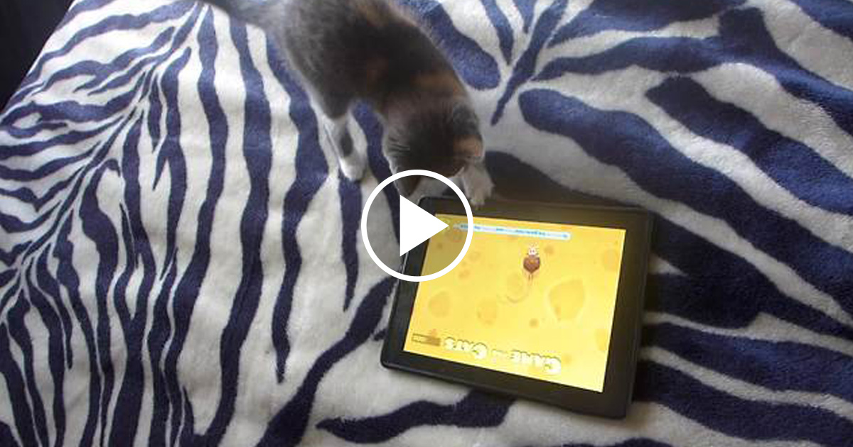 Kitten Very Focused On Tablet Game Catlov