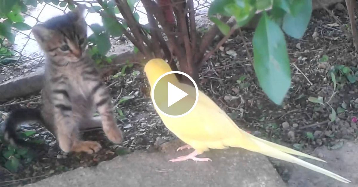 Parrot Wants To Befriend Cautious Kitten | Catlov