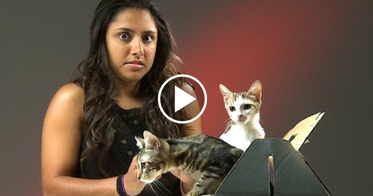 People Who Hate Cats Live With Cats For A Week | Catlov