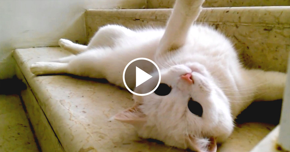 Hilarious Waterfall Cats Compilation | Catlov