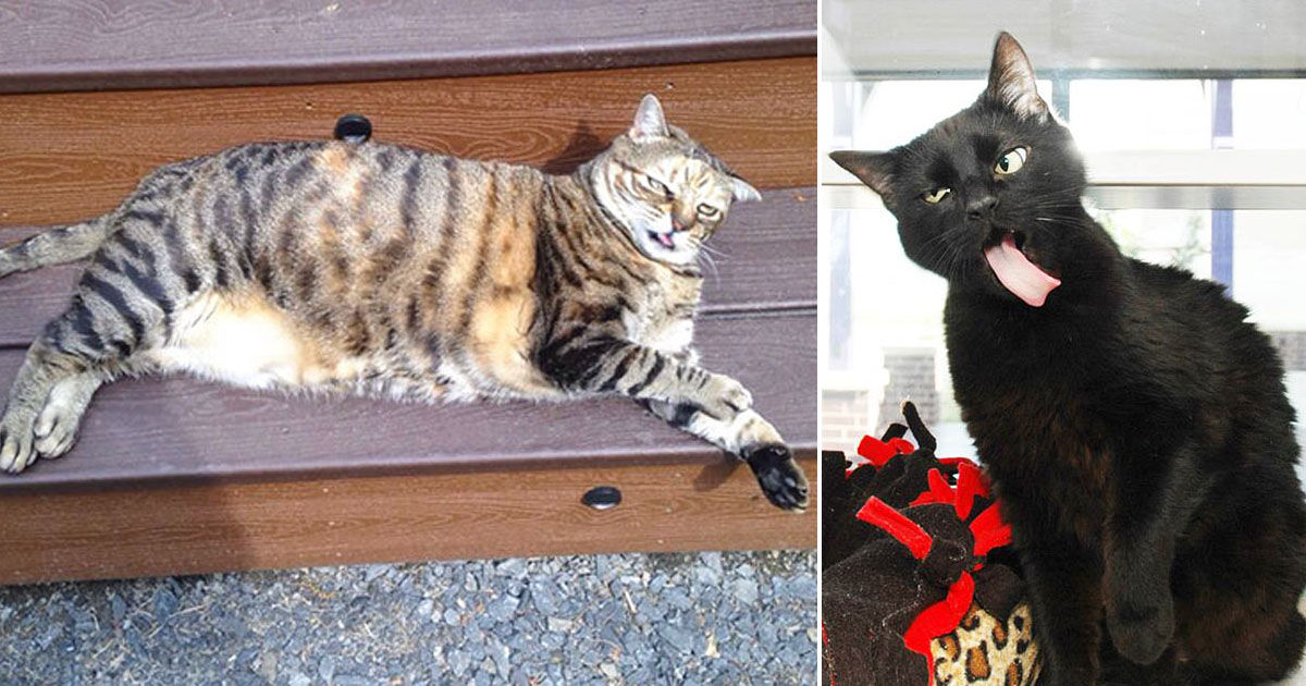 10+ Very UnPhotogenic Cats That Will Make You Laugh Out Loud | Catlov