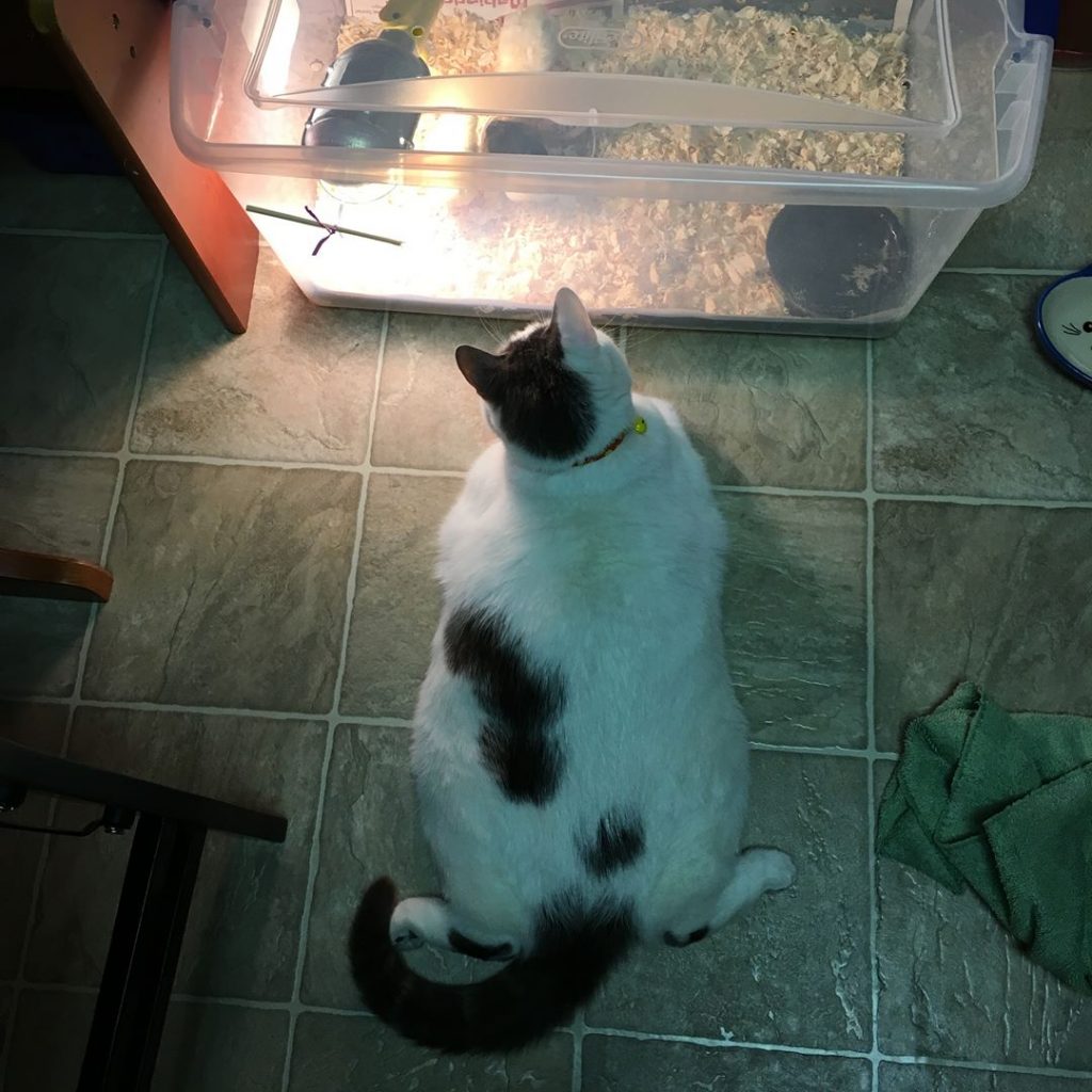 Meet Scruffles, The Cat That Has No Idea Why Chicks Are Going Crazy ...
