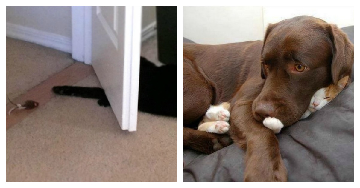These Cats Prove That Failure IS An Option For A Cat, And It’s ...