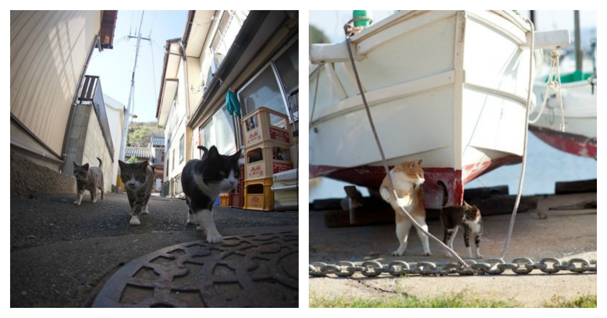 This Island In Japan Called "Cat Heaven Island" Is A Cat Lover's ...