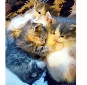 10+ Cats That Just Melted (Our Hearts) | Catlov