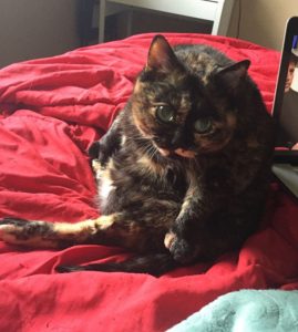 10+ Very UnPhotogenic Cats That Will Make You Laugh Out Loud | Catlov