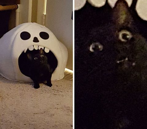 10+ Very UnPhotogenic Cats That Will Make You Laugh Out Loud | Catlov