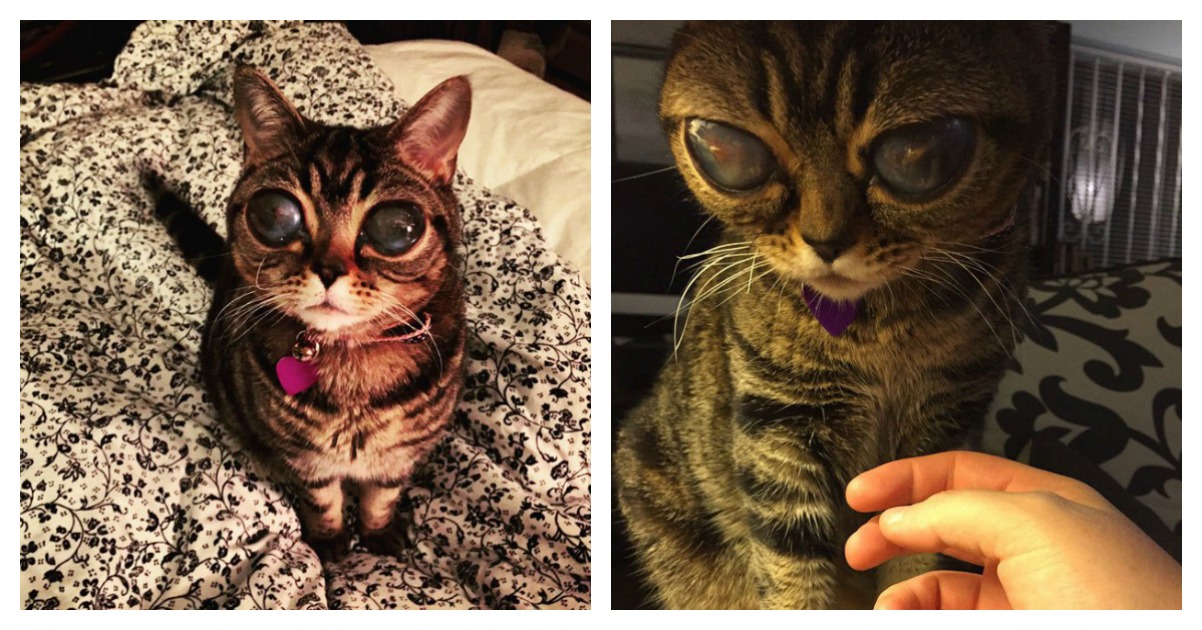 Matilda, The Cat With The Alien Eyes | Catlov