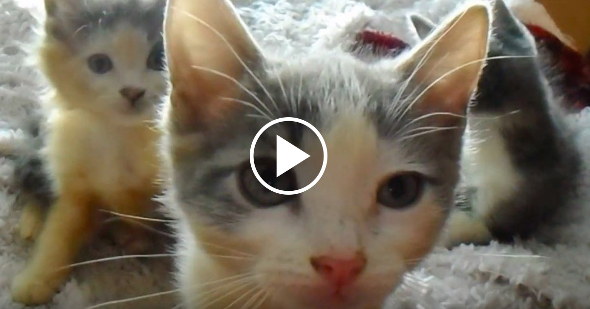 The Most Unique Litter at The Cat House on the Kings | Catlov