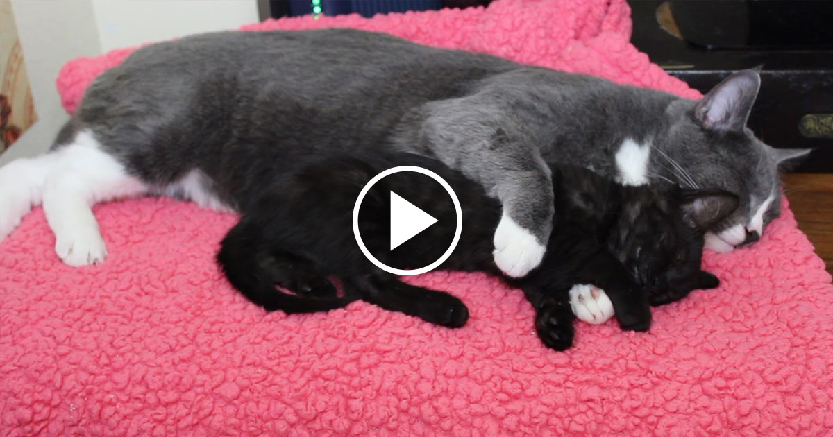 Caring Cat Hugs Kitten While He Sleeps | Catlov