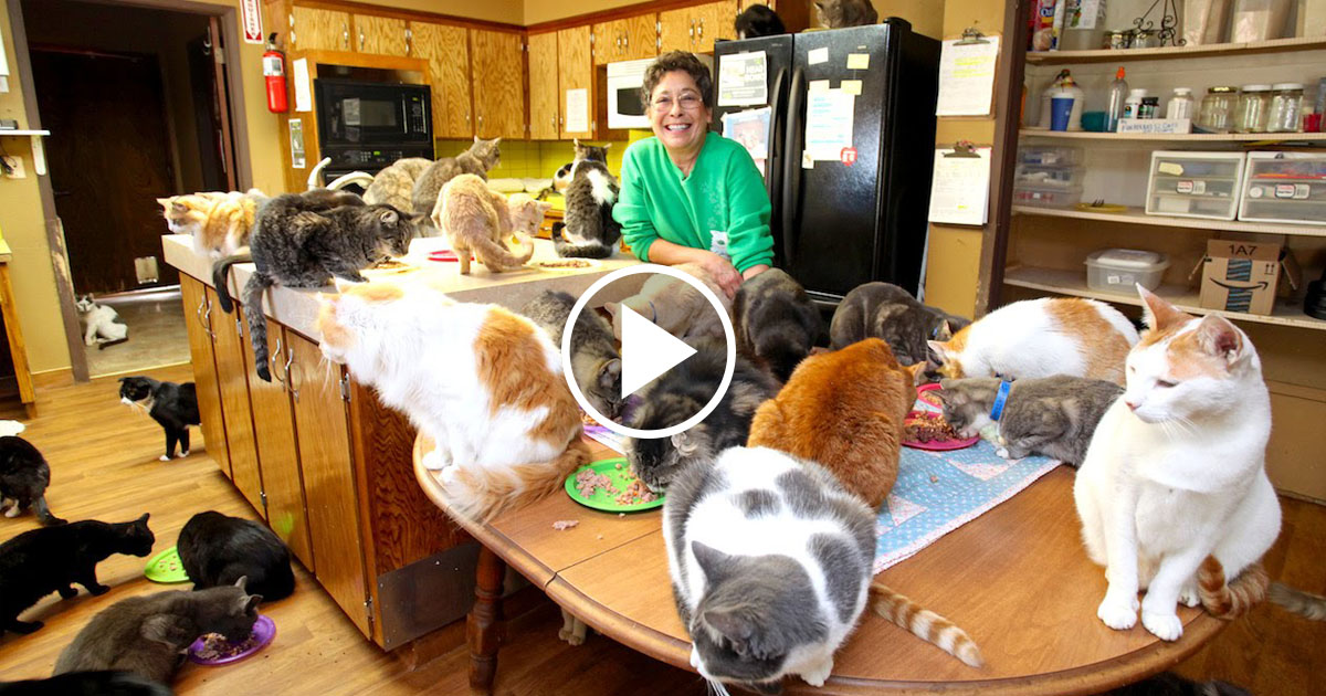 Ultimate Cat Lady Shares Her Home With 1,100 Felines | Catlov